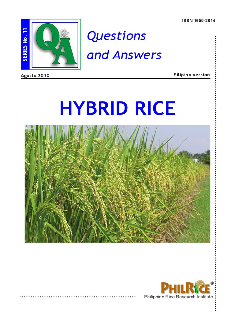 Hybrid Rice Filipino1 | PDF