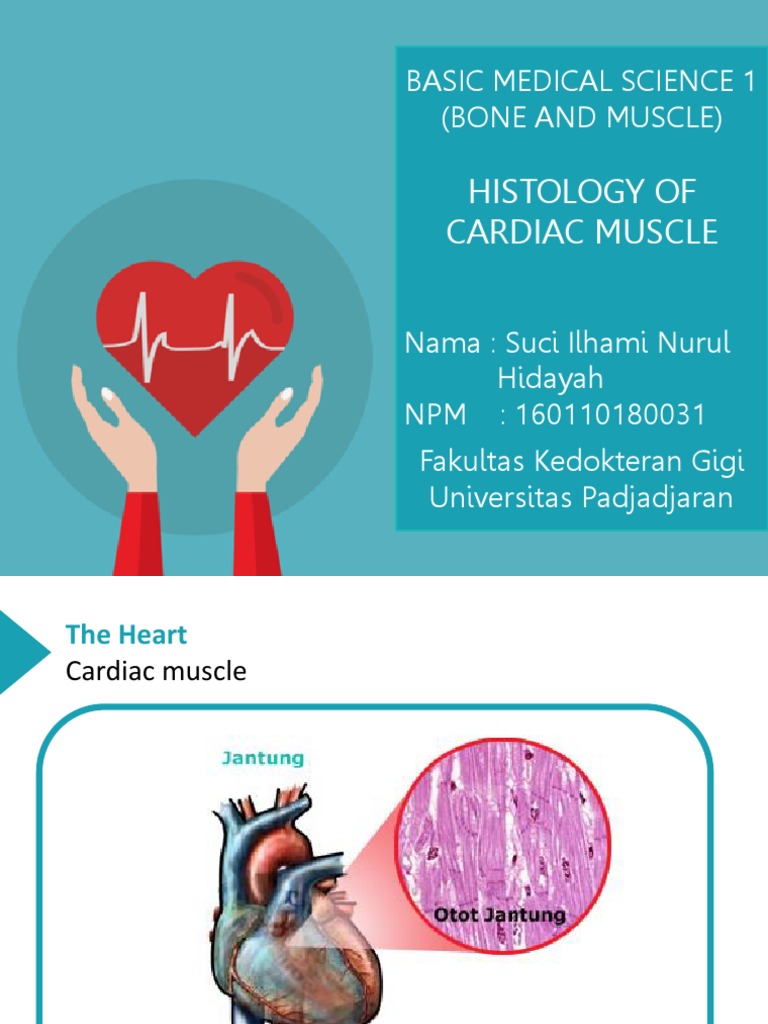 Histology of Cardiac Muscle Overview | PDF | Cardiac Muscle | Skeletal ...