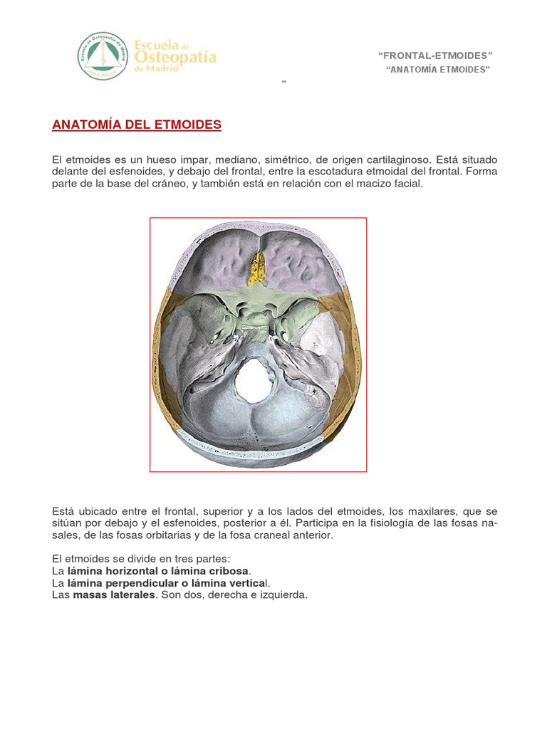 Anatomía Etmoides | PDF | Sistema musculoesquelético | Sistema esquelético