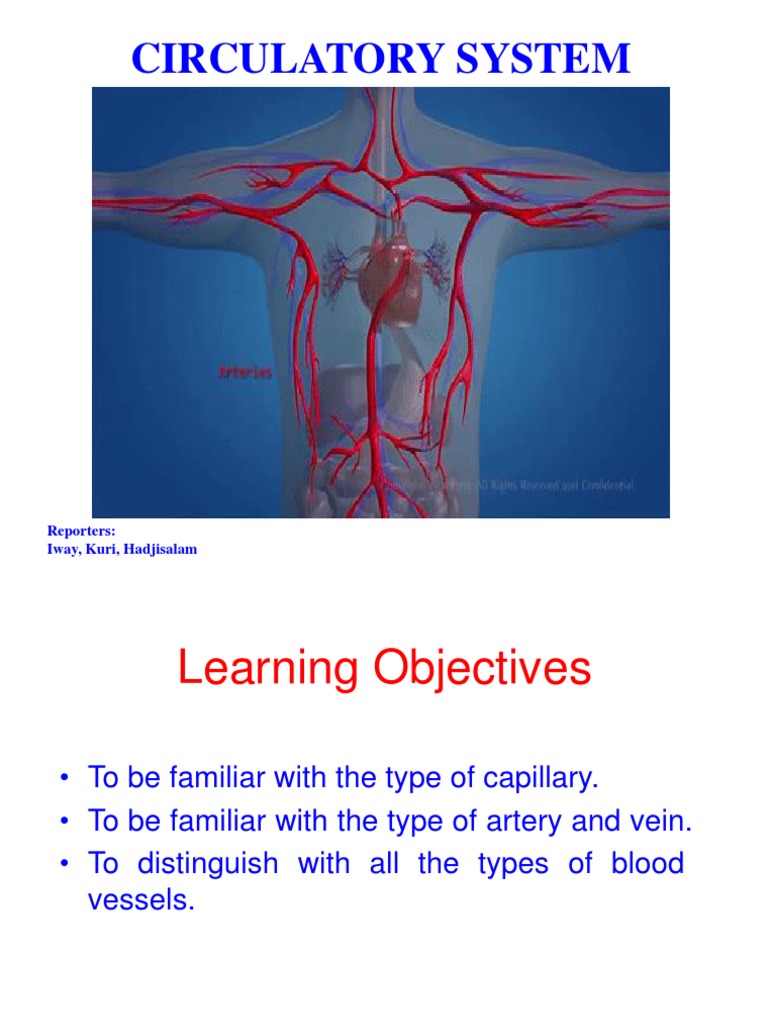 Histo Circulatory System FINAL | PDF | Artery | Aorta