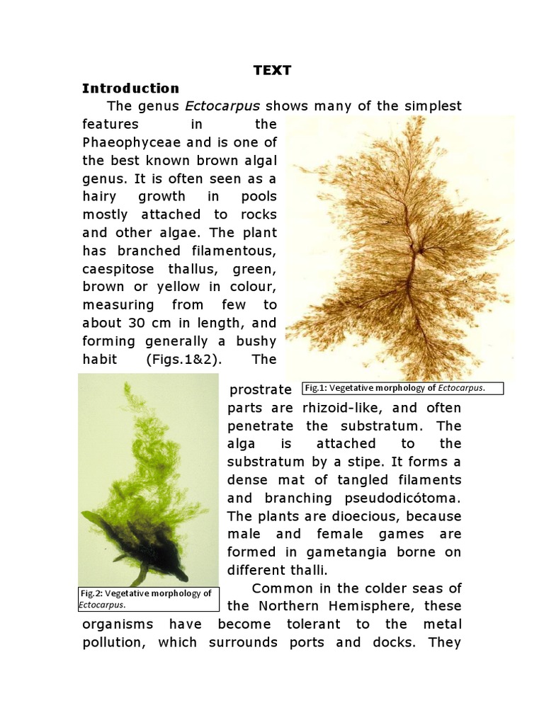 Ectocarpus Algae