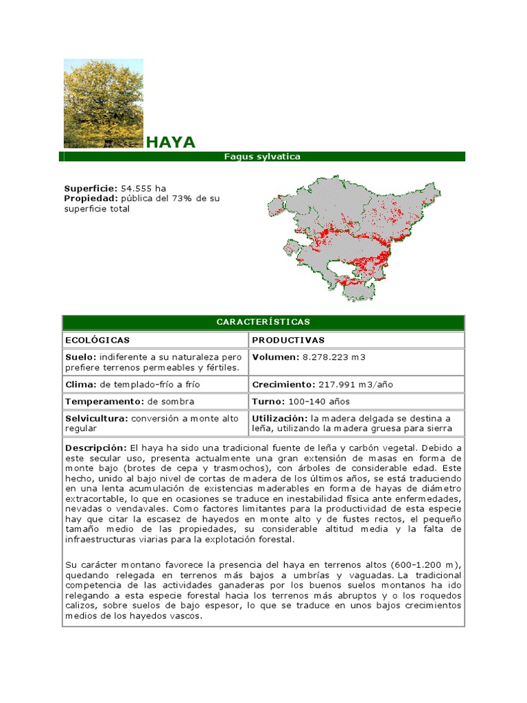Fagus Sylvatica | PDF | Forma de vida vegetal | Los bosques