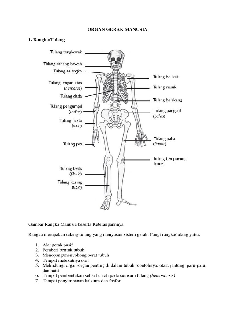 Organ Gerak Manusia | PDF