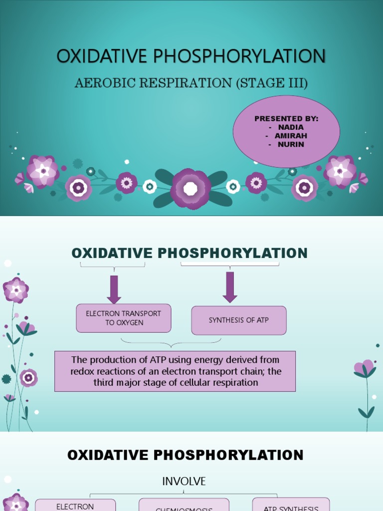 Oxidative Phosphorylation 1 | PDF | Electron Transport Chain | Cellular ...