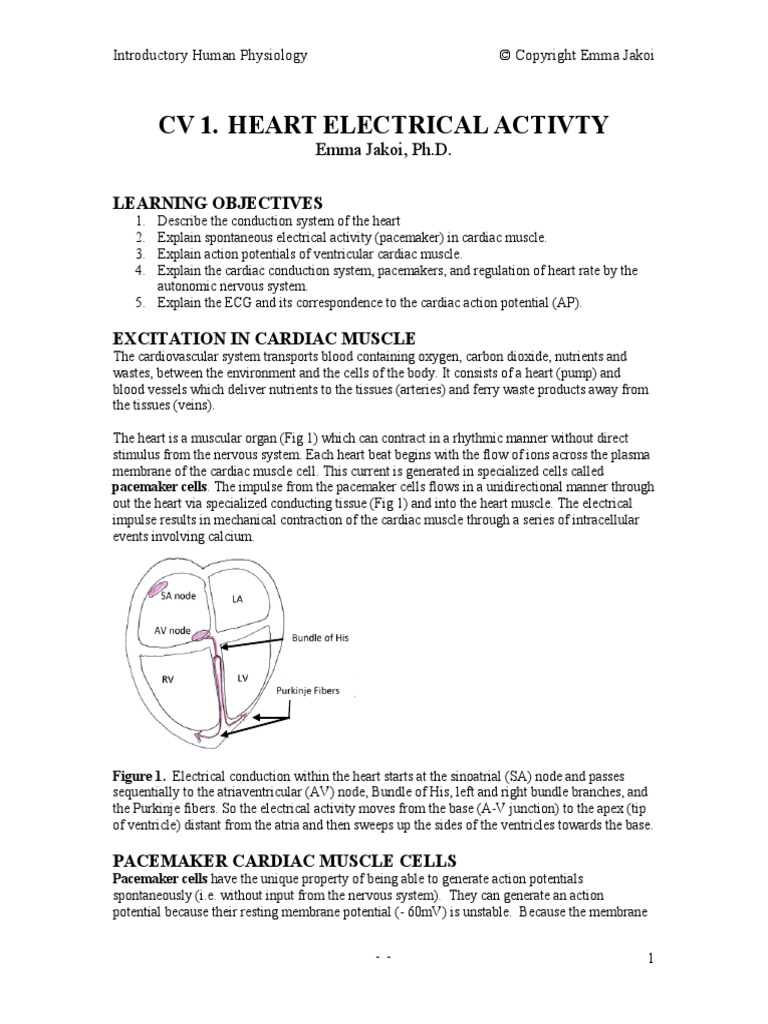 Phys 4.1 CV Heart Electrical NOTES | PDF | Electrocardiography | Heart