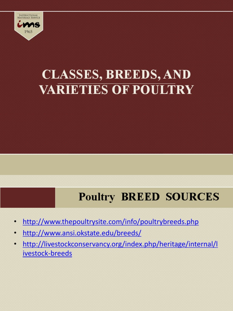 Poultry Breeds Overview | PDF | Galliformes | Chicken