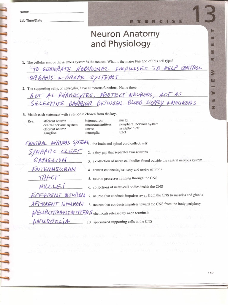 Lab Ex. 13 Review Sheet Answers0001 PDF | PDF