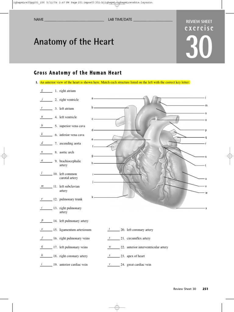 Anatomy of the Heart | PDF | Heart Valve | Heart