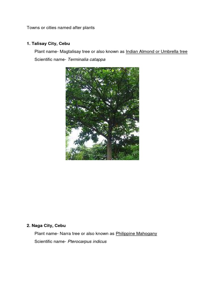 Towns or Cities Named After Plants | PDF