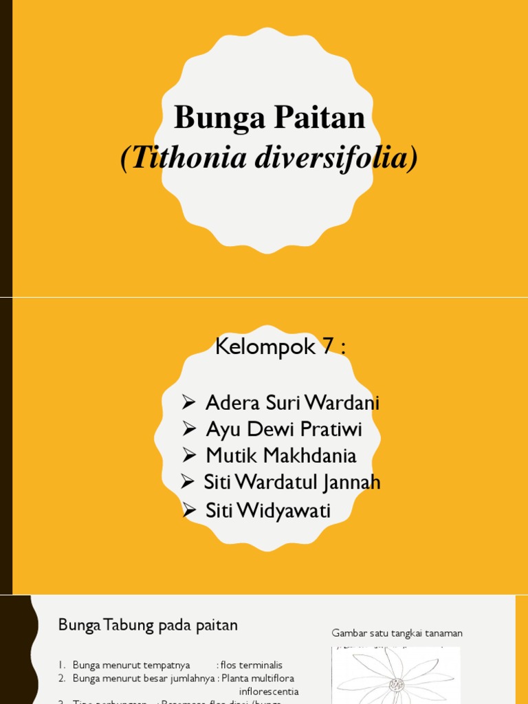 Bunga Paitan: (Tithonia Diversifolia) | PDF