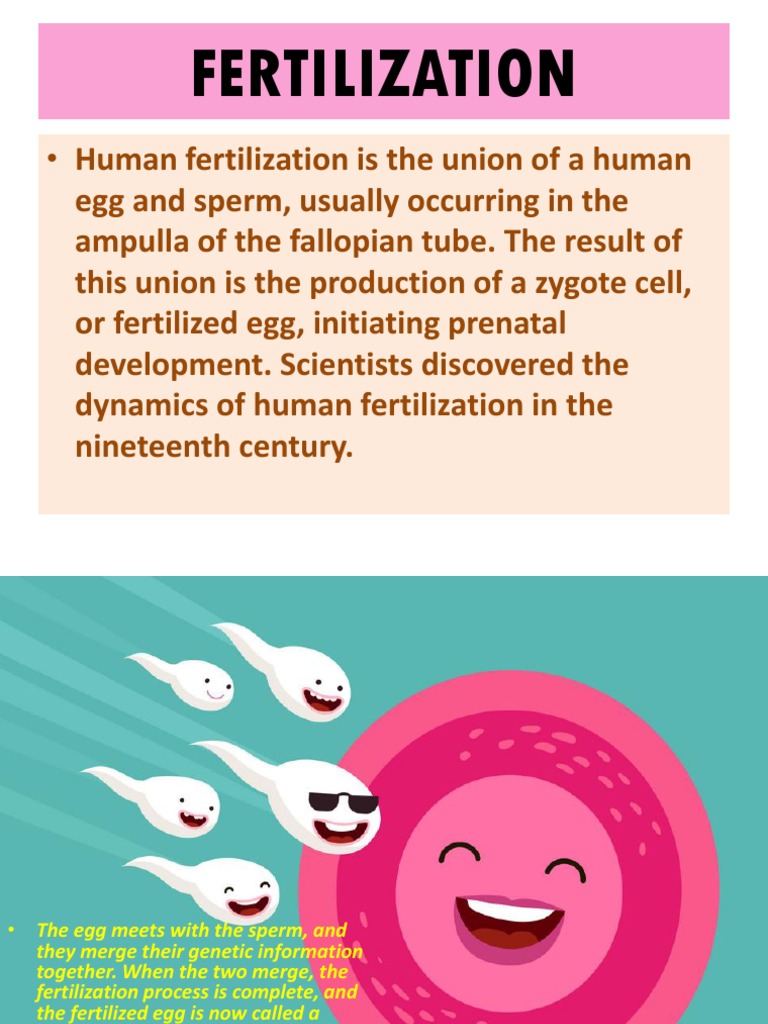 Fertilization: - Human Fertilization Is The Union of A Human | PDF