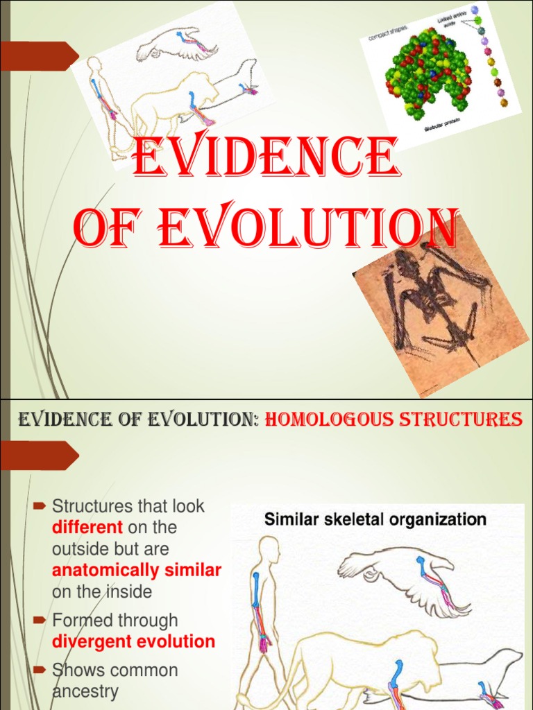 Evidence of Evolution | PDF | Evolution | Fossil