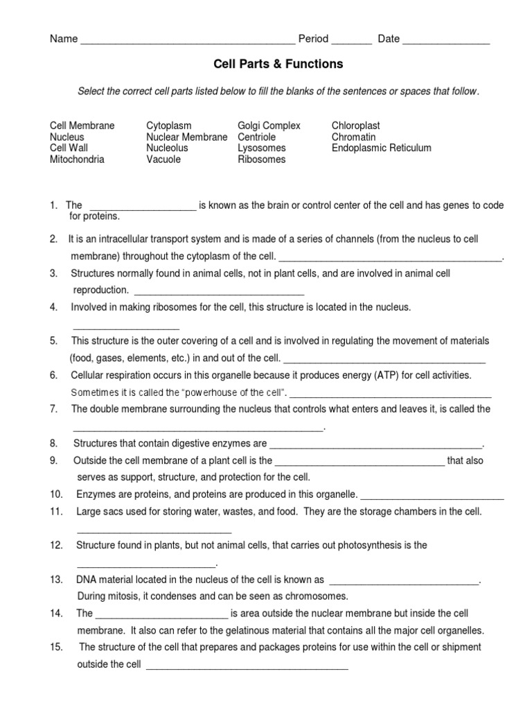 Cell Parts and Functions Worksheet | PDF | Cell Nucleus | Cell (Biology)