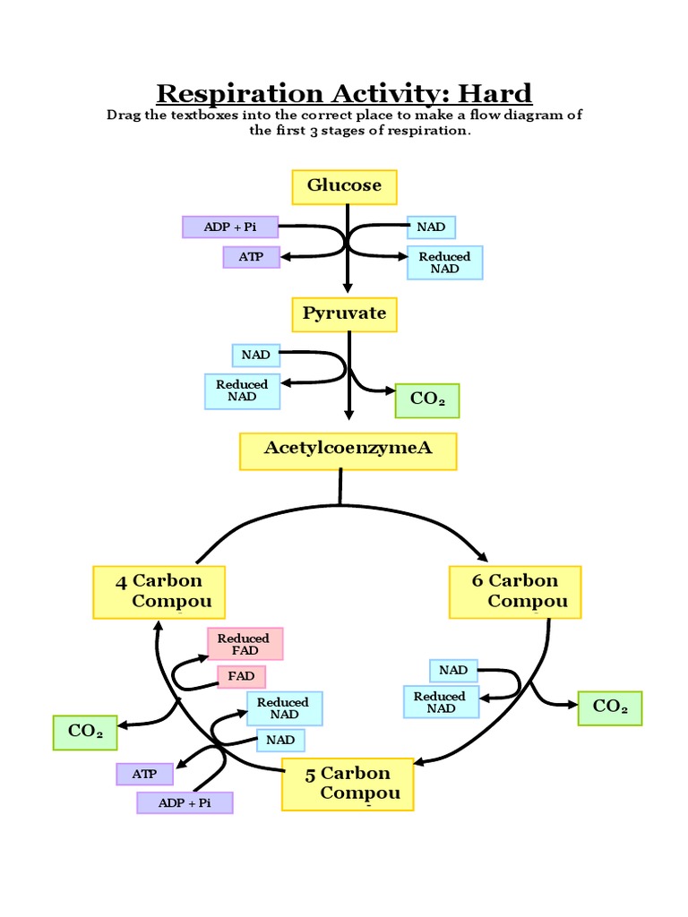 Activity Respiration Hard | PDF