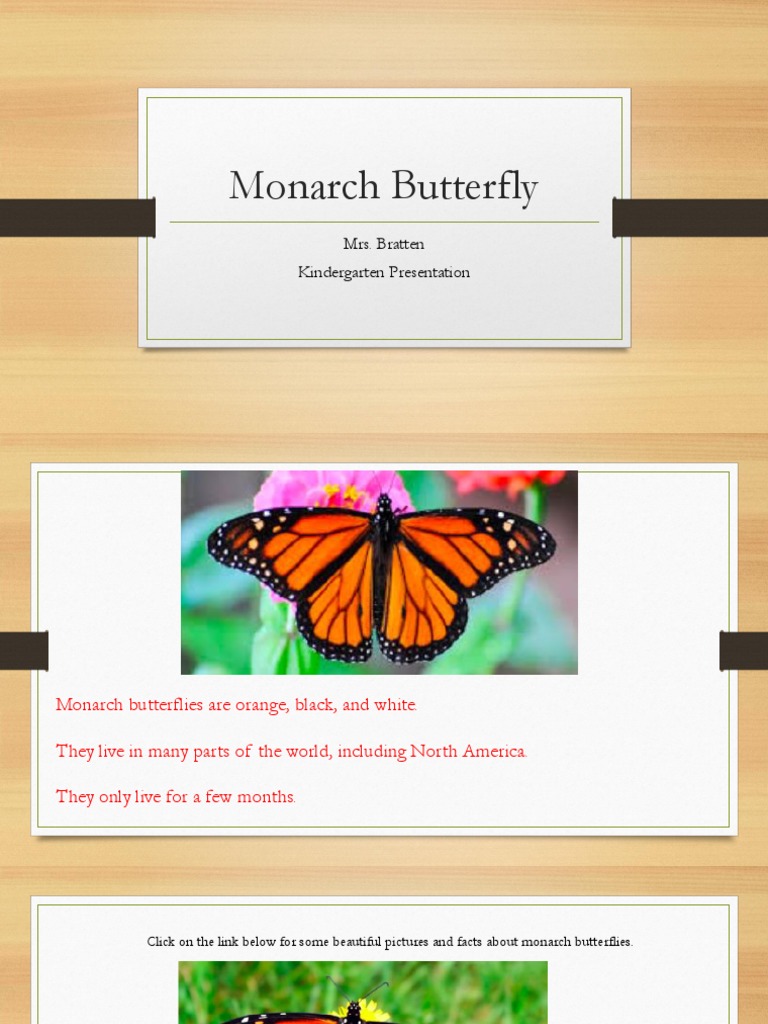 Monarch Butterfly | PDF