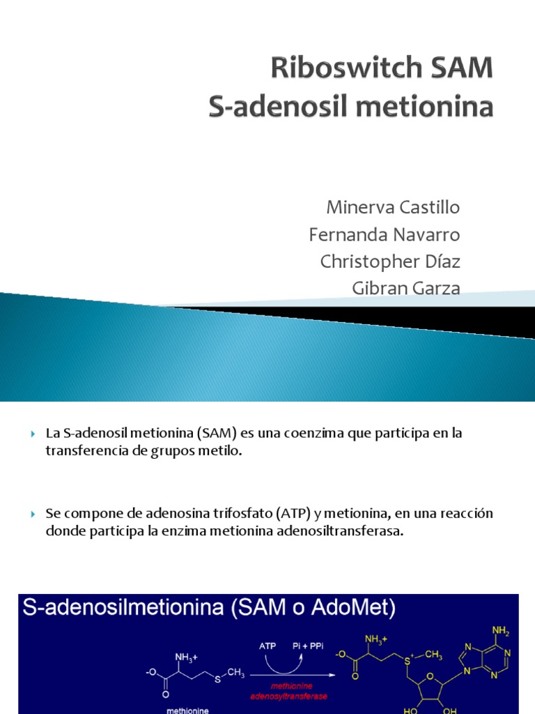 Riboswitch SAM | PDF | Bioquímica | Química