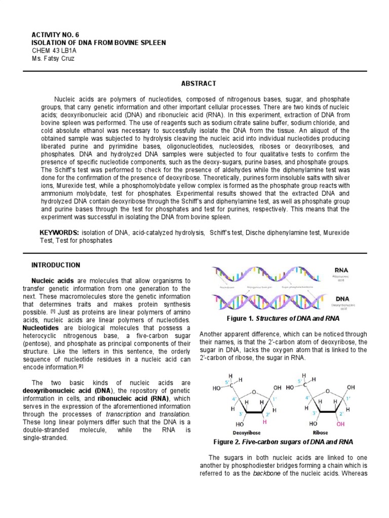 Isolation and Qualitative Analysis of DNA from Bovine Spleen | PDF ...