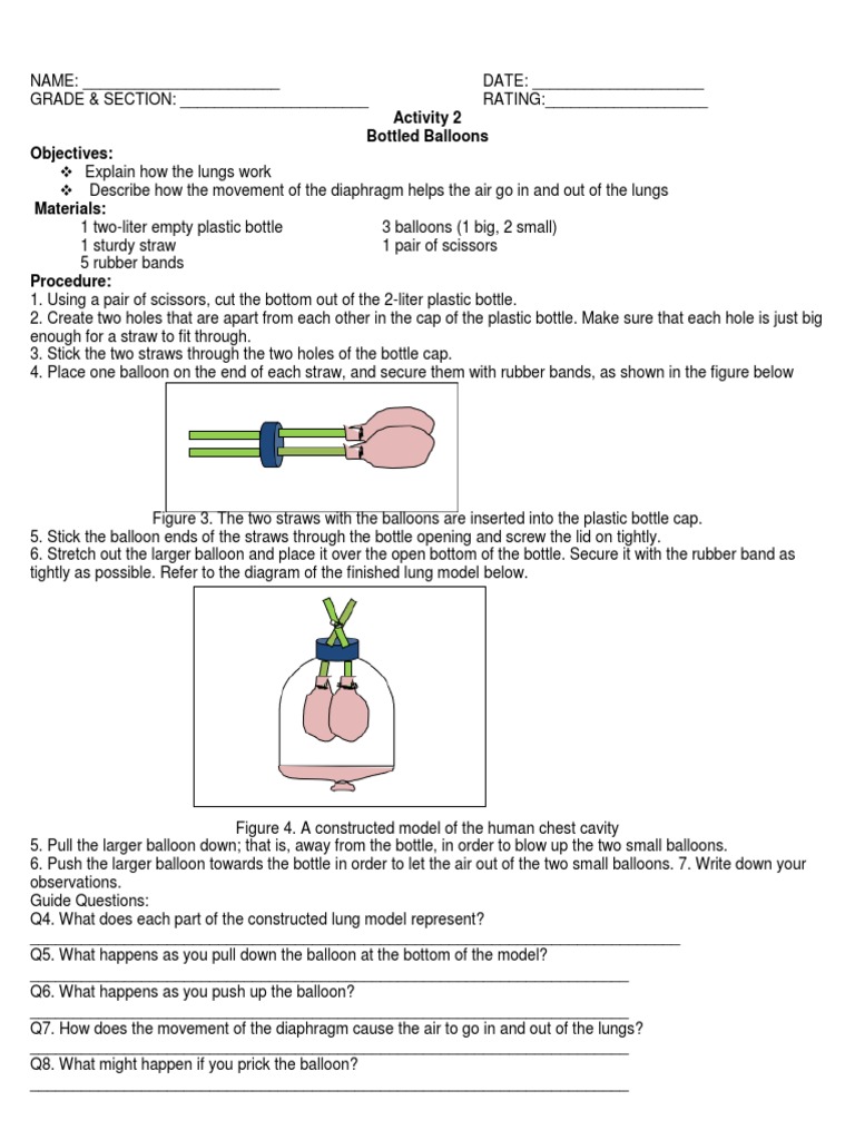 Activity 2 Bottled Balloons Objectives | Balloon | Lung