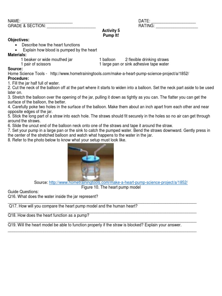 Heart Pump Model Activity | PDF | Balloon | Heart