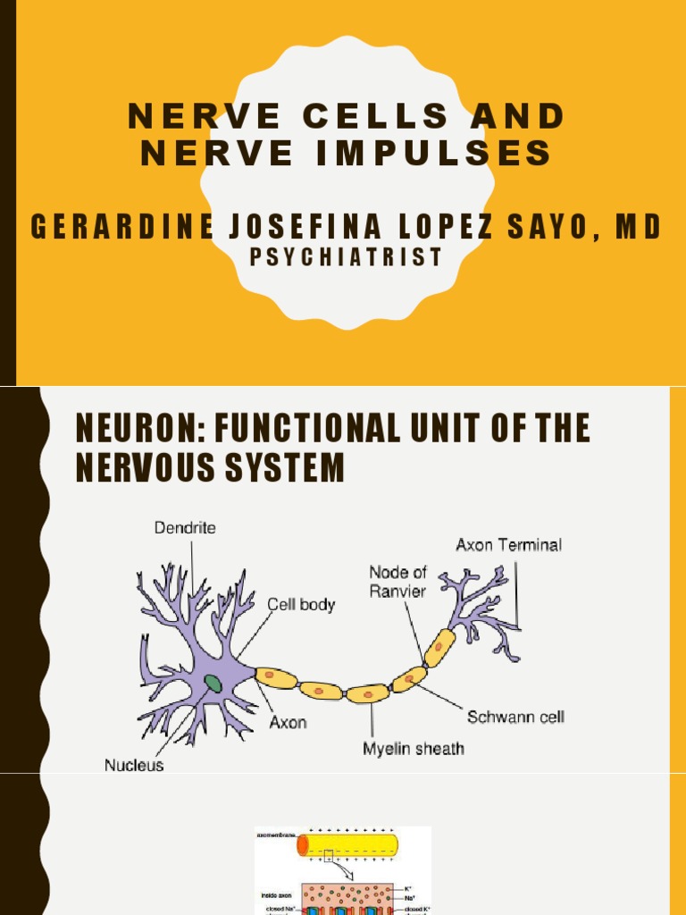 Nerve Cells and Nerve Impulses | PDF