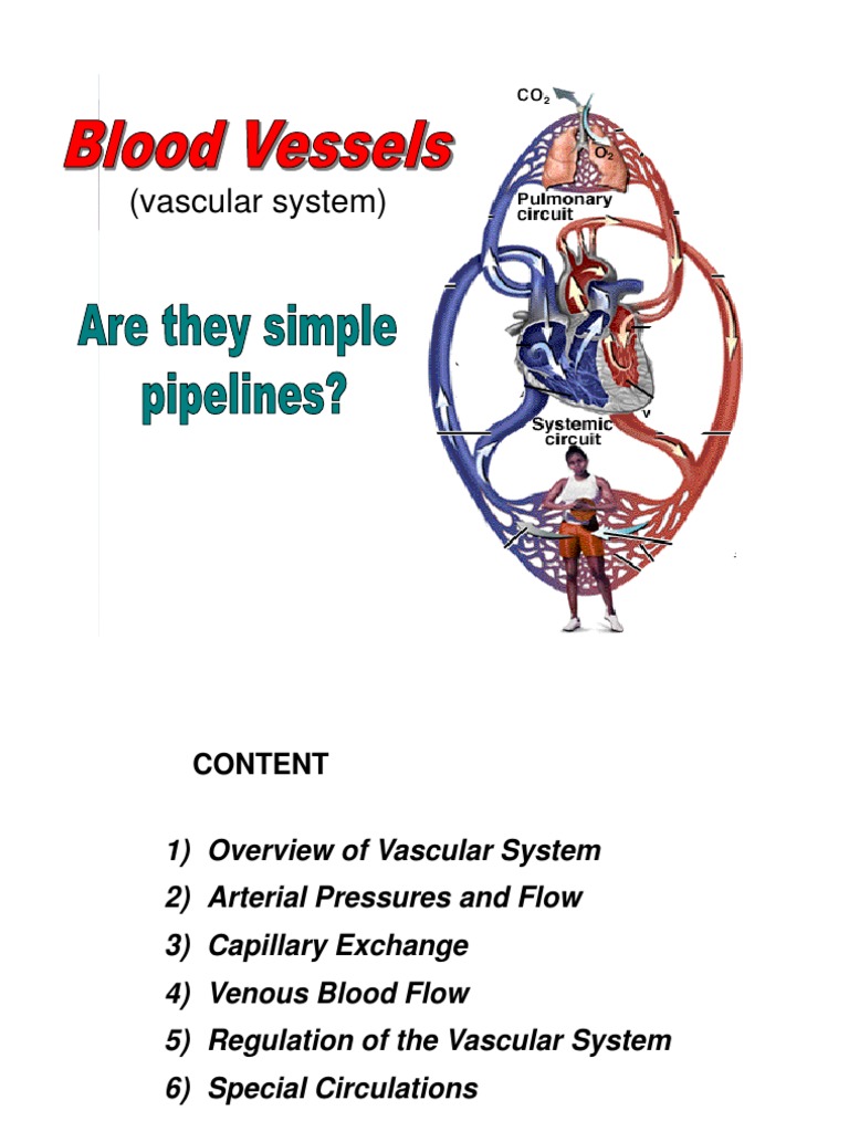 The Blood Vessels: (Vascular System) | PDF | Coronary Circulation ...