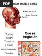 Regiones de La Cara | PDF | Cara | Cabeza y cuello humanos