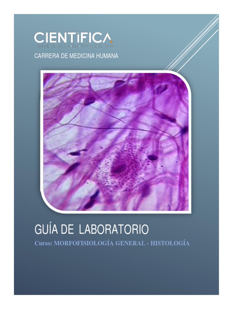 Guia de Lab Morfo General 2019 1 PDF | PDF | Tejido conectivo | Epitelio