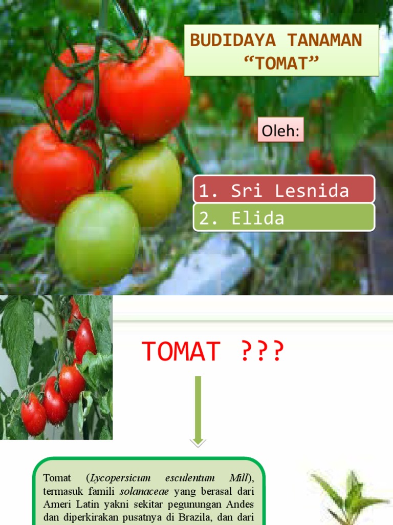 Budidaya Tanaman Tomat | PDF