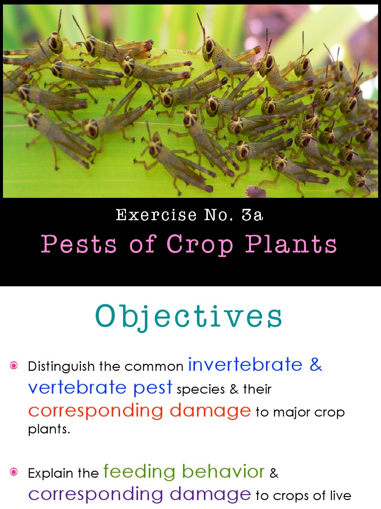 Exer No. 3 - Pests of Crop Plants - Their Natural Enemies | PDF ...