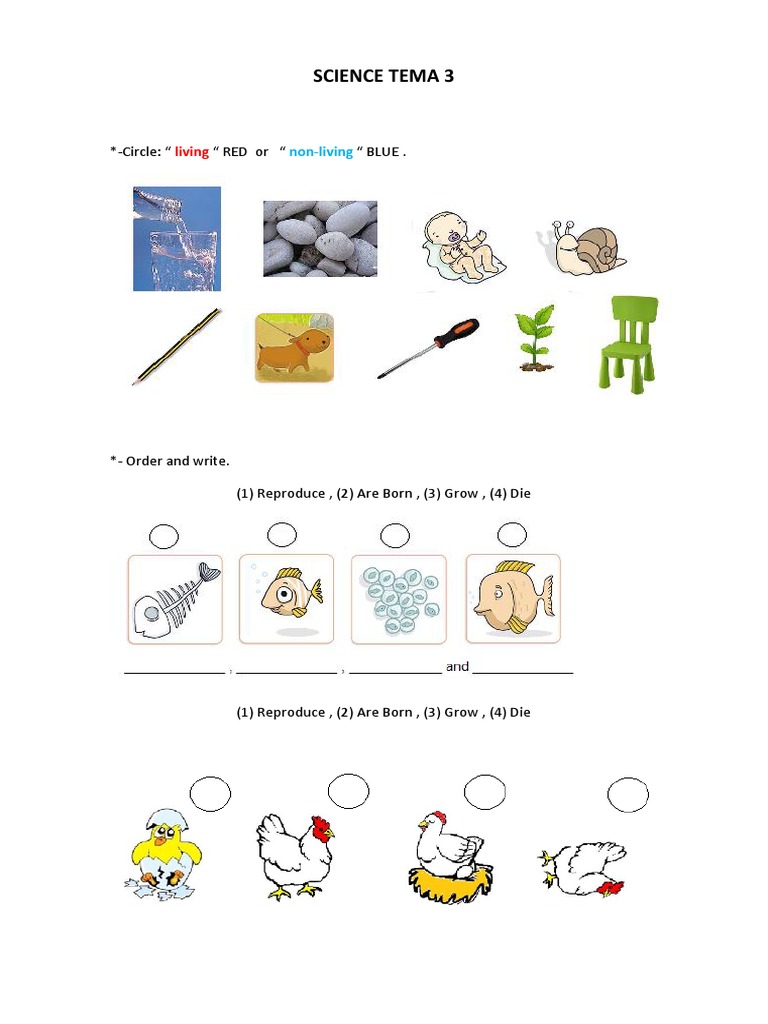 Living vs Non-Living: Science Activities | PDF | Home & Garden
