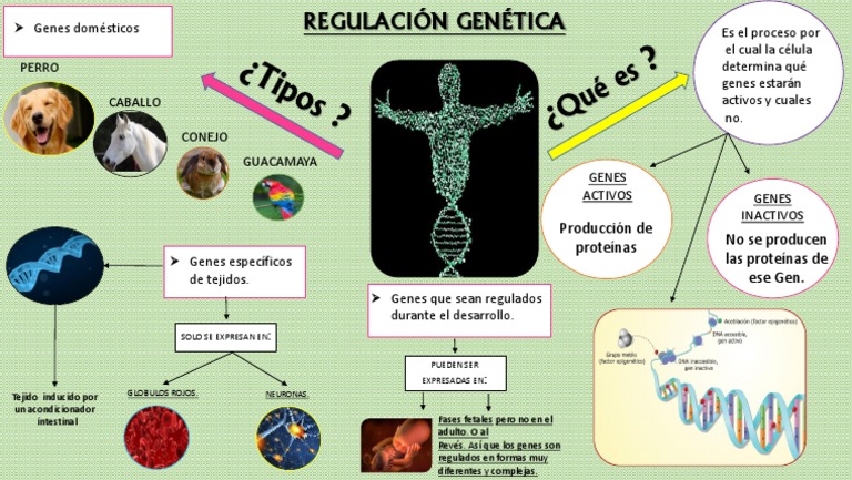 Diapositiva Regulacion Genetica | PDF | Regulación de la expresión ...