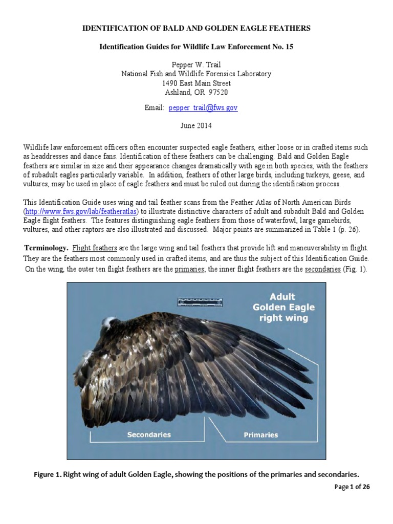Eagle Feather | PDF | Bald Eagle | Feather