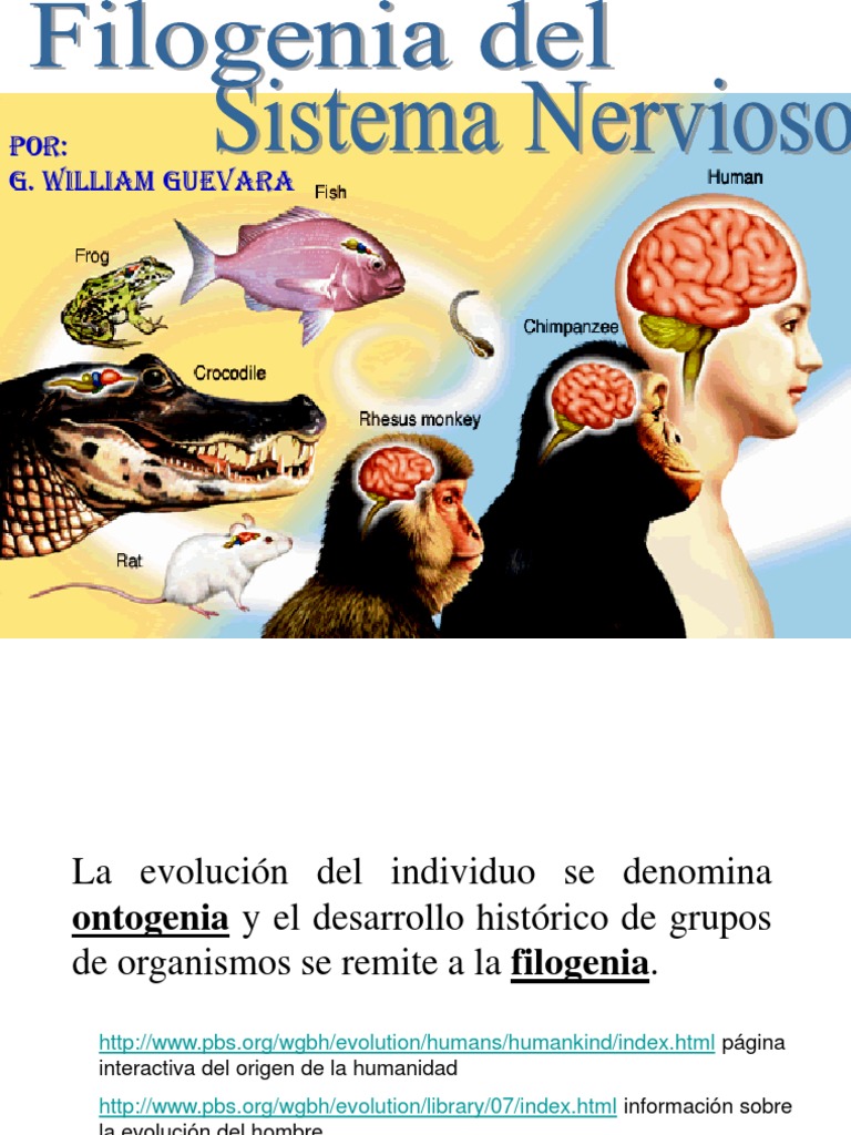 Filogenia y evolución de Homo sapiens | PDF | Homo | Homo Sapiens