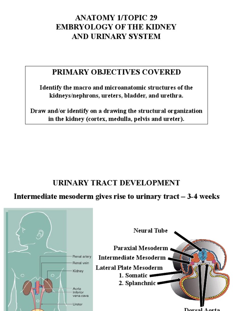 Anatomy 1/topic 29 Embryology of The Kidney and Urinary System | PDF ...