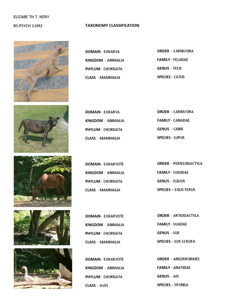 Taxonomy Classification Overview | PDF | Home & Garden