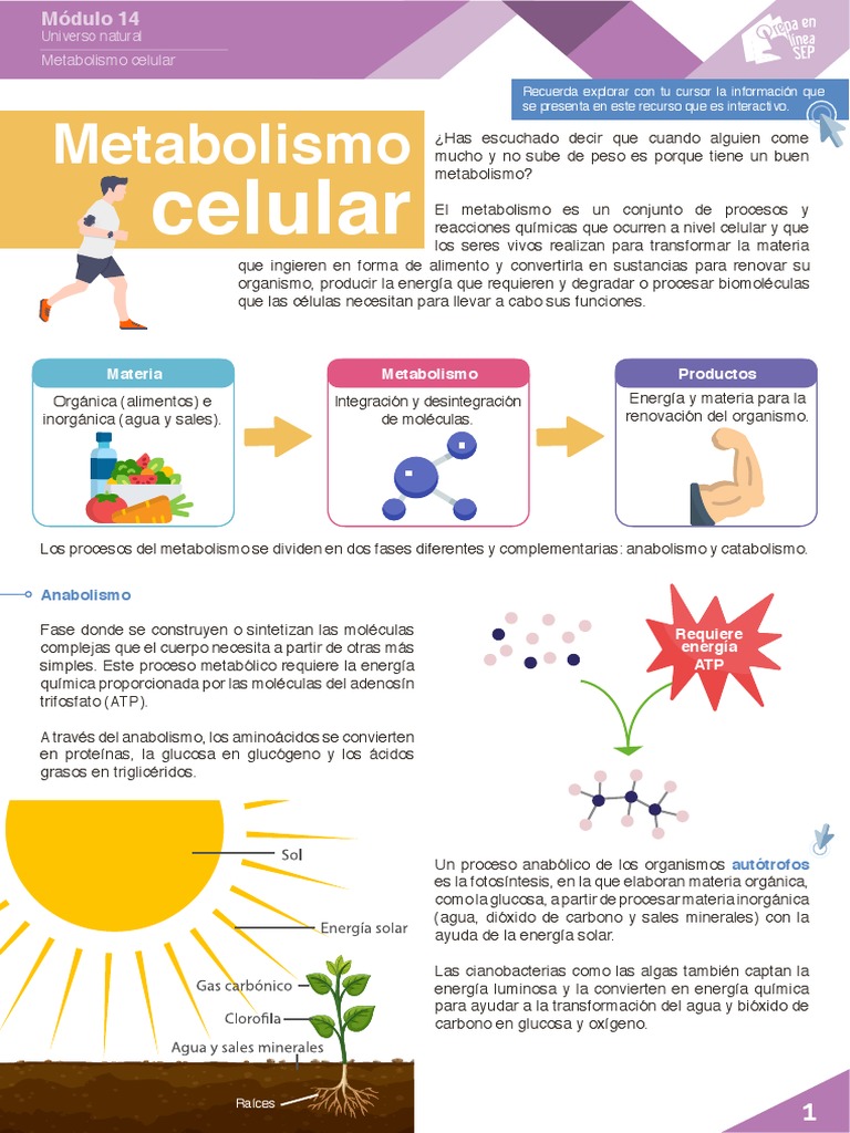 Metabolismo celular: anabolismo y catabolismo | PDF | Procesos celulares | Metabolismo