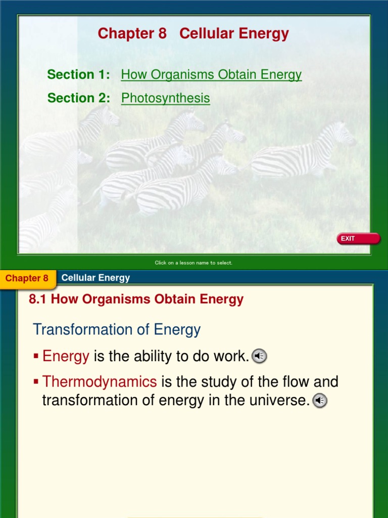 Chapter 8 Cellular Energy: Section 1: How Organisms Obtain Energy ...