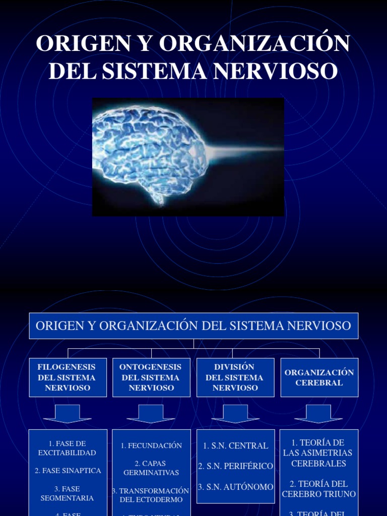 Filogenesis | PDF | Cerebro | Sistema nervioso central