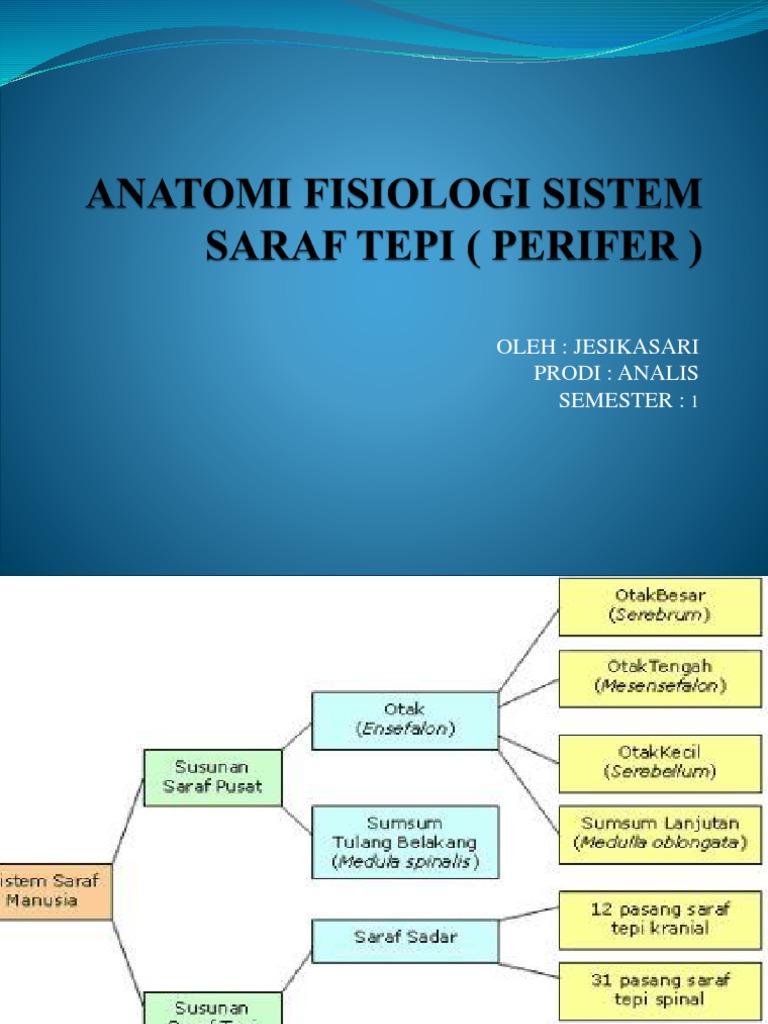 Anatomi Fisiologi Sistem Saraf Tepi (Perifer) | PDF