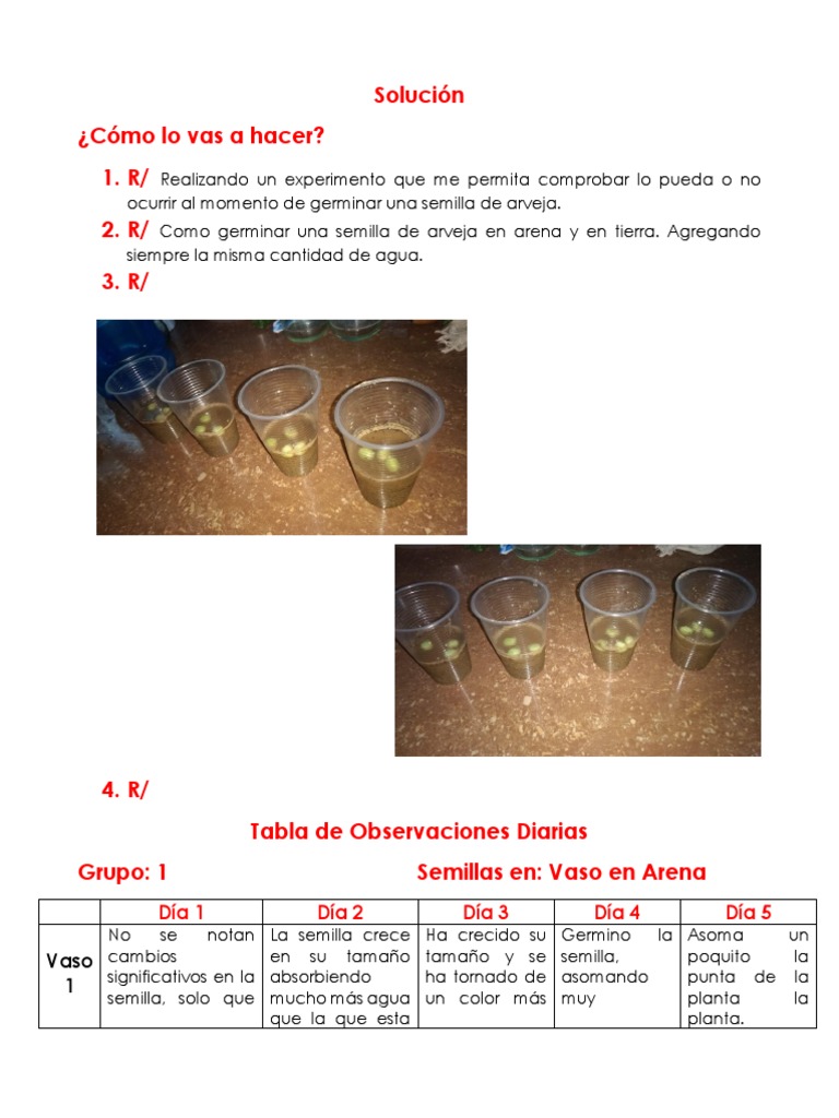 Trabajo de Germinacion de La Arveja - Miguelito | PDF | Germinación ...