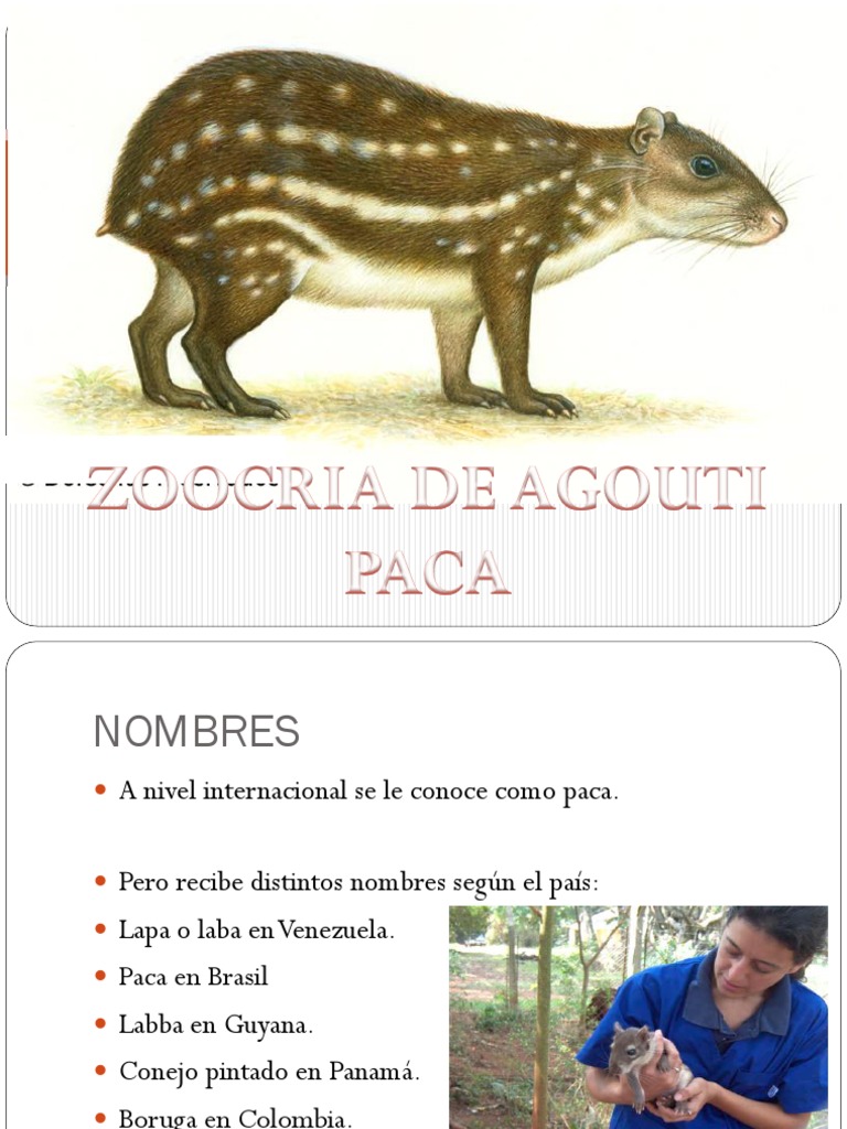 Criando Agouti Paca: Guía Completa | PDF | Alimentos | Sexo