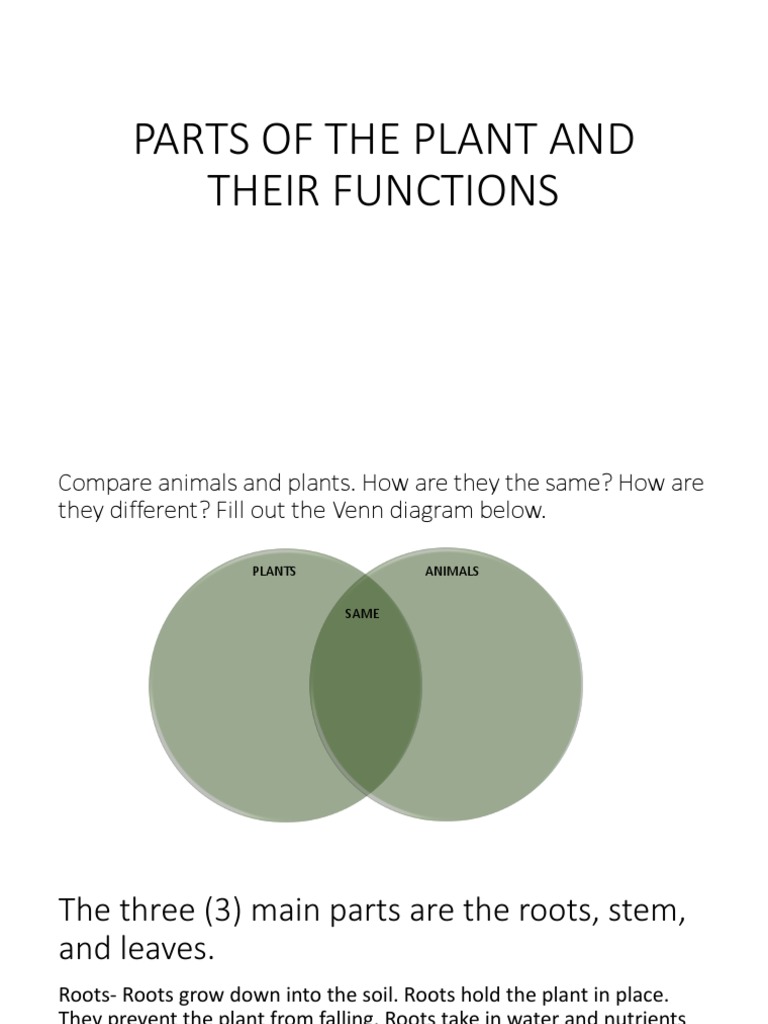 Parts of The Plant and Their Functions | PDF
