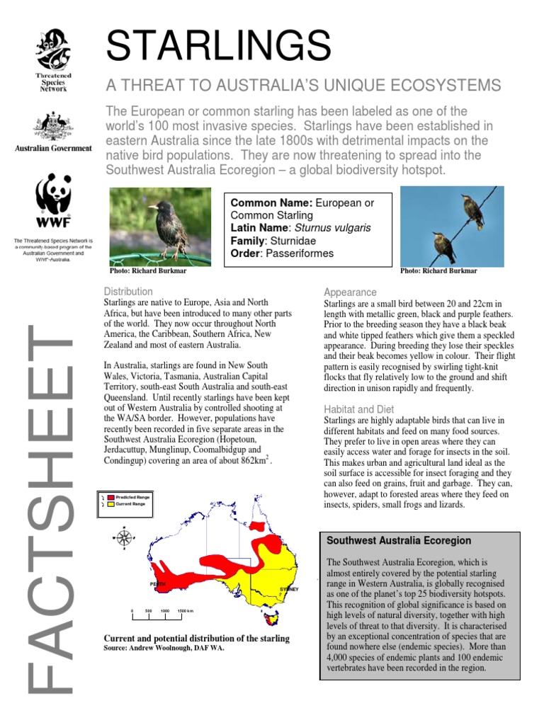 Starlings: A Threat To Australia'S Unique Ecosystems | PDF | Birds ...