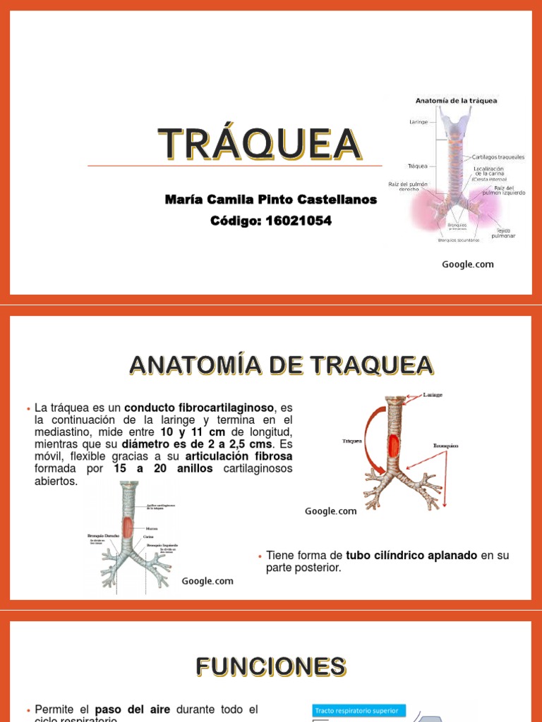 TRAQUEA | PDF | Sistema respiratorio | Anatomía humana
