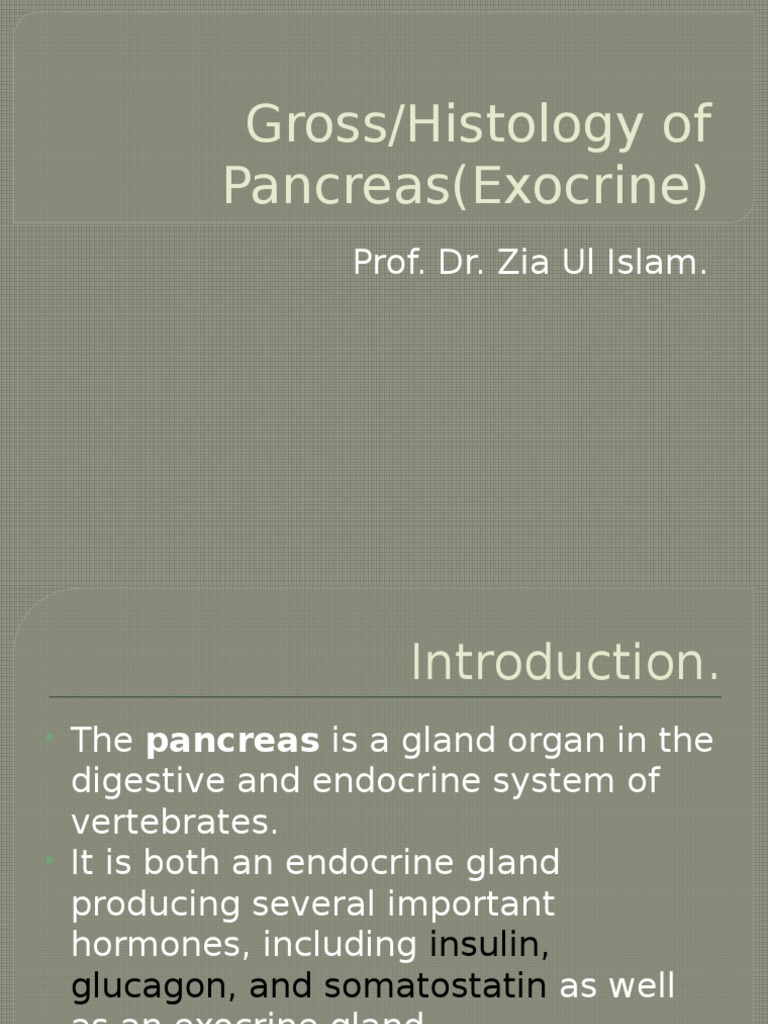 Histology and Gross Pancreas 2019 | PDF | Pancreas | Glands