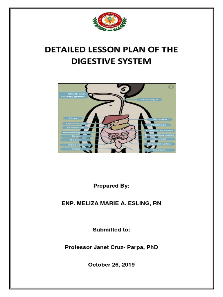 Lesson Plan | PDF | Respiratory System | Lung