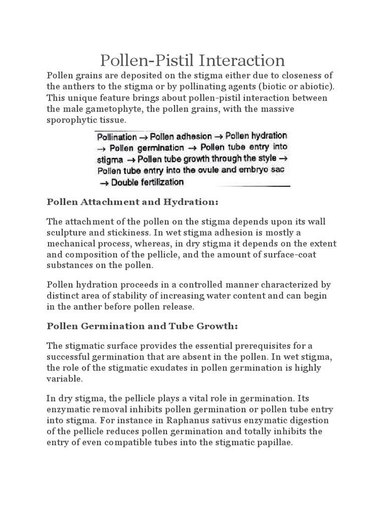 Pollen-Pistil Interaction: Pollen Attachment and Hydration | PDF ...