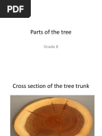 Cross Section of A Tree Trunk | PDF