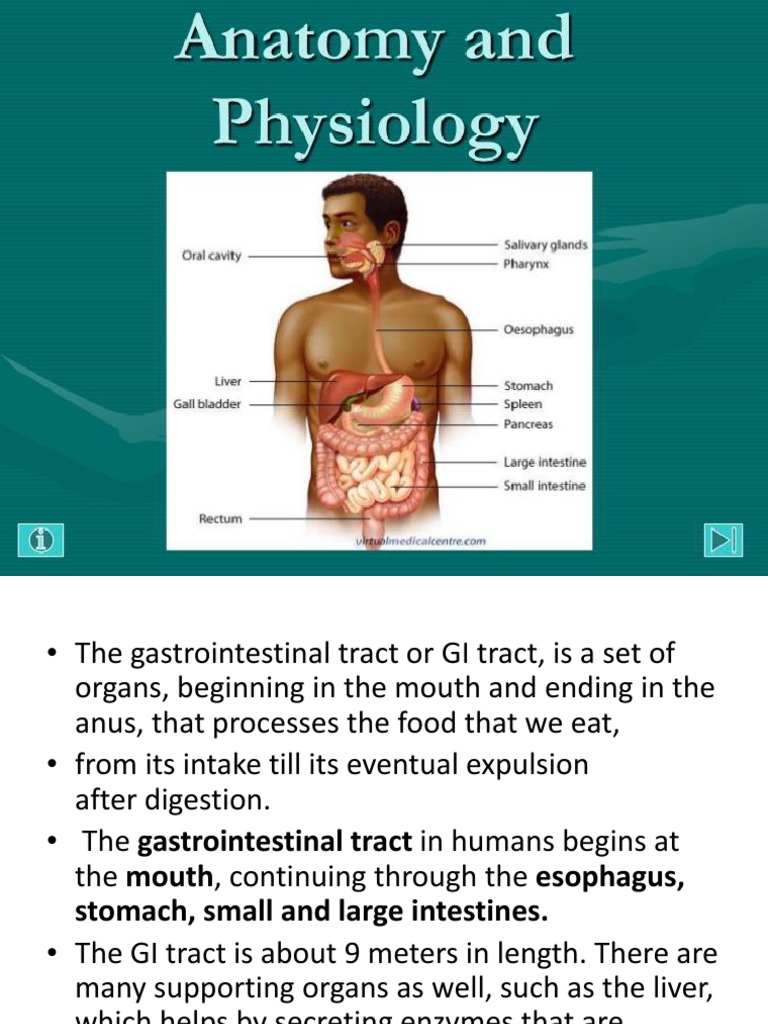 Anatomy GI Tract | PDF | Gastrointestinal Tract | Digestion