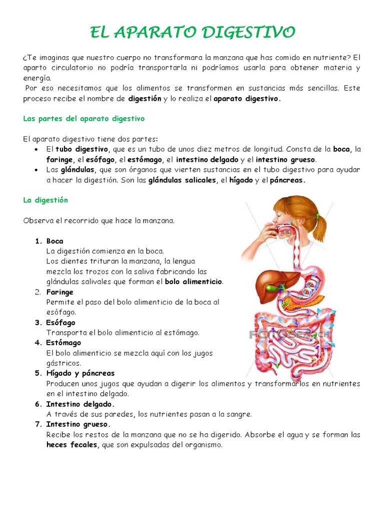 El Aparato Digestivo Ficha Contenido | PDF